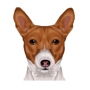 Basenji Puppy For Sale - Basenji Puppy For Sale Near Me