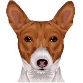 Basenji Health Guarantee | Healthy Purebred Puppies