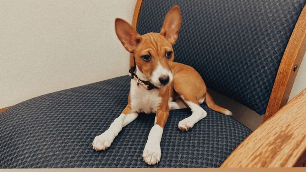 Zolia Female - Purebred Basenji Puppies