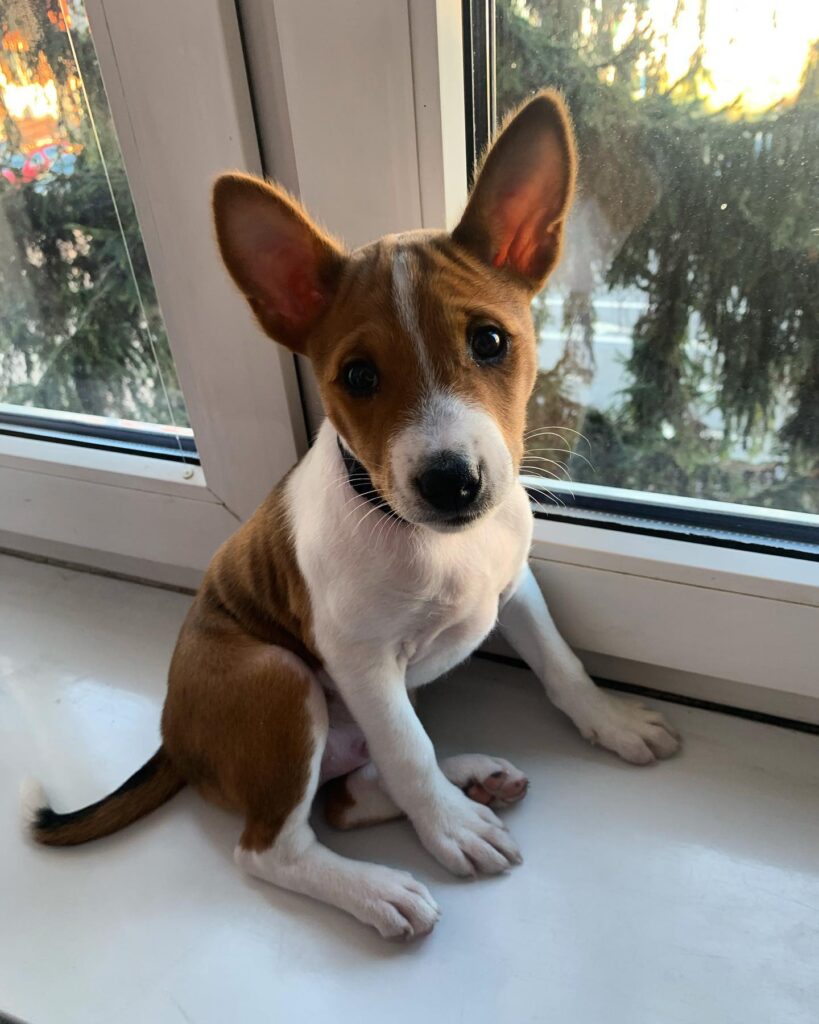 Basenji Puppy Argo For Sale | Purebred Basenji Puppy