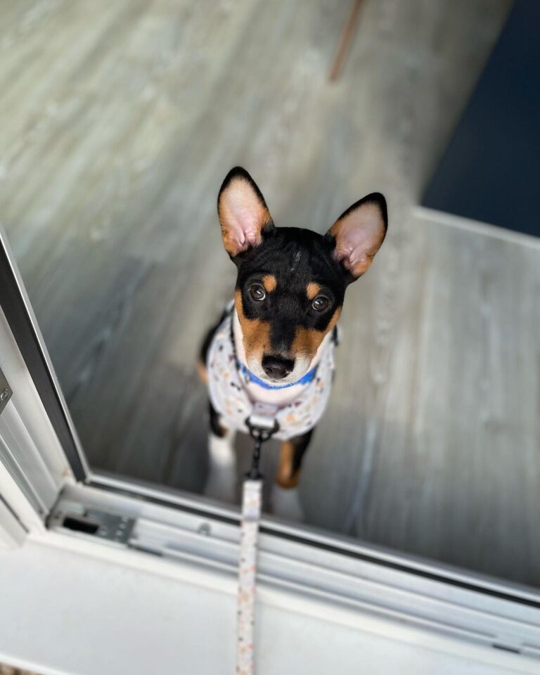 Ash Male Basenji Puppy | Purebred Healthy Basenji