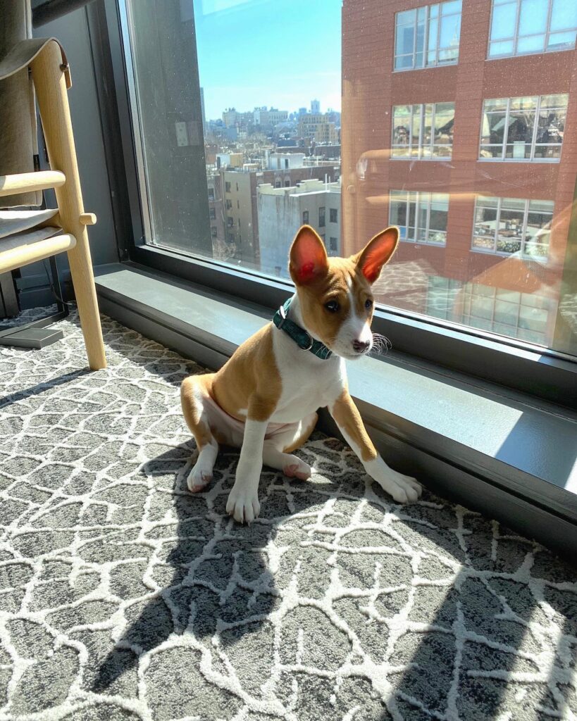 Dante Male Basenji Puppy For Sale | Healthy Puppy