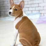 Basenji Puppy For Sale - Basenji Puppy For Sale Near Me