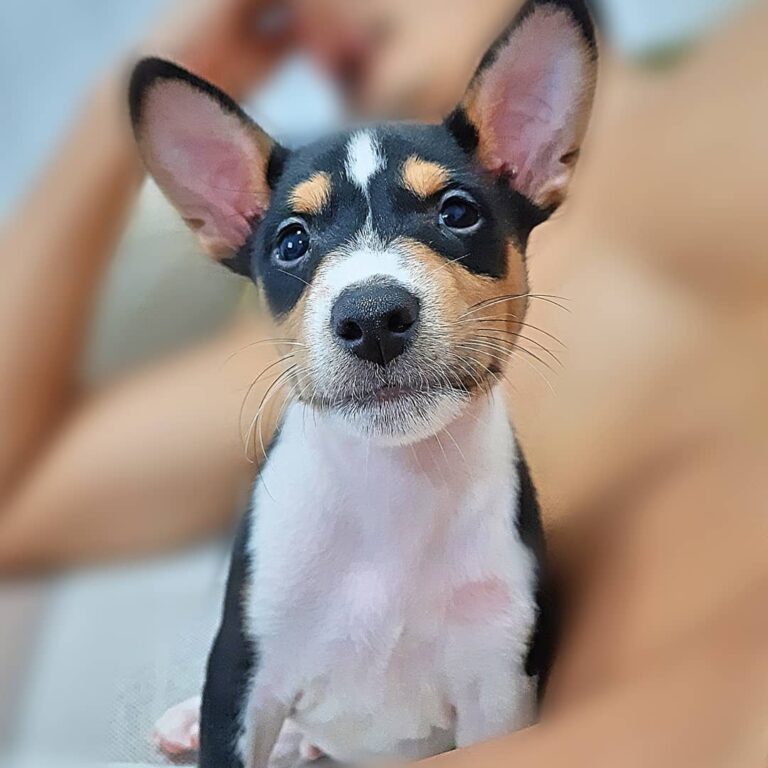 Available Basenji Puppies for Sale – Reserve Yours Now