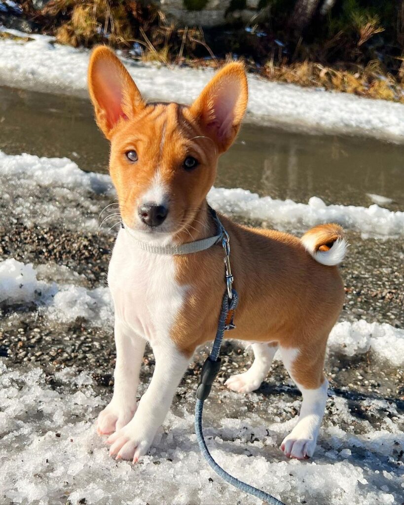 Buy Ludo Puppy Online | Purebred Puppy for Sale